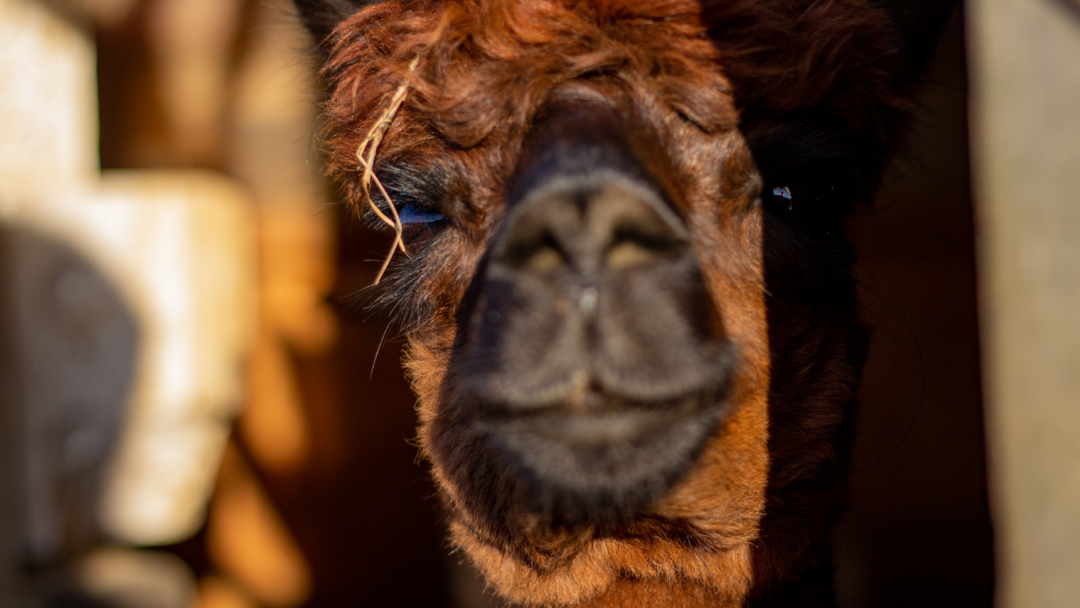 Therapie – Alpaka Dreams